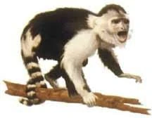 Branisella | Prehistoria Fandom | Fandom