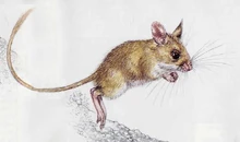 Notomys mordax | Prehistoria Fandom | Fandom