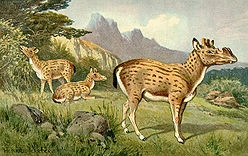 Protoceras | Prehistoria Fandom | Fandom