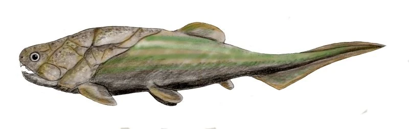 Coccosteus | Prehistoria Fandom | Fandom