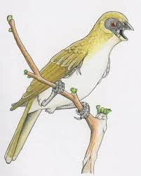 Alexornis | Prehistoria Fandom | Fandom