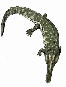 Collidosuchus | Prehistoria Fandom | Fandom