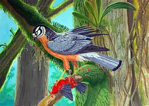 Circus dossenus | Prehistoria Fandom | Fandom