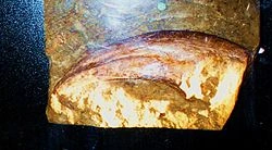 Altispinax | Prehistoria Fandom | Fandom