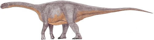 Rhoetosaurus | Prehistoria Fandom | Fandom