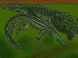 Baru | Prehistoria Fandom | Fandom