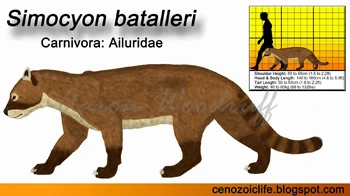 Simocyon | Prehistoria Fandom | Fandom