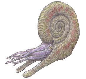 Kosmoceras | Prehistoria Fandom | Fandom