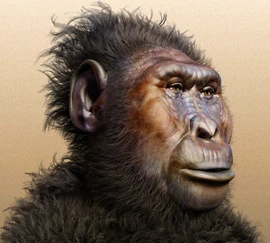 Paranthropus boisei | Prehistoria Fandom | Fandom