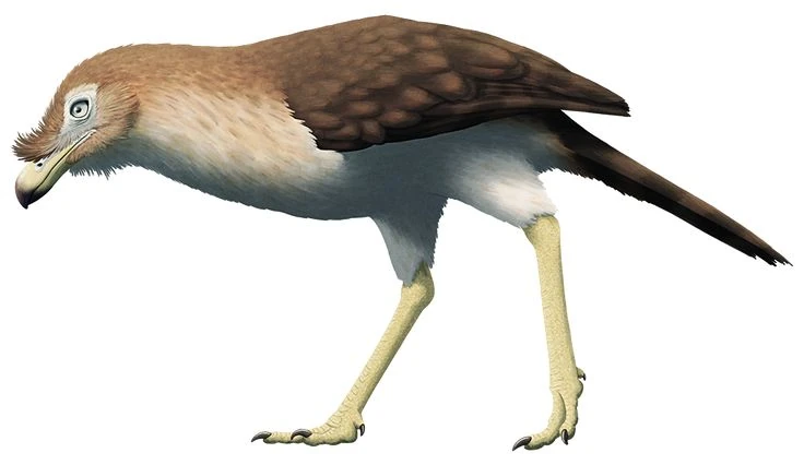 Categoría:Bathornithidae | Prehistoria Fandom | Fandom