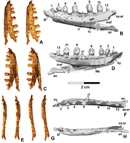 Kwanasaurus | Prehistoria Fandom | Fandom