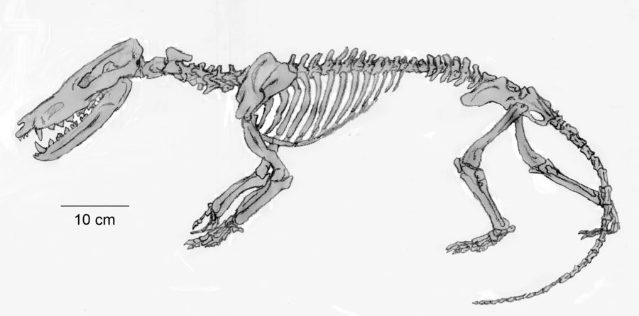 Esqueleto De Pakicetus Pakicetus | Prehistoria Fandom | Fandom