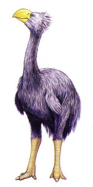 Bullockornis | Prehistoria Fandom | Fandom