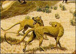 Daphaenodon | Prehistoria Fandom | Fandom