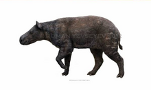 Eotitanops | Prehistoria Fandom | Fandom