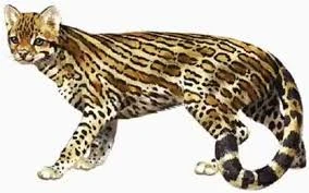 Proailurus | Prehistoria Fandom | Fandom