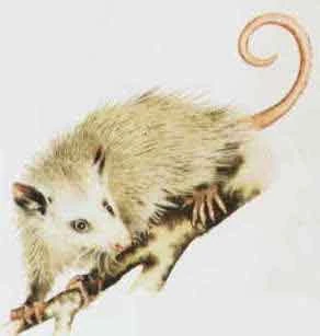 Cryptonanus ignitus | Prehistoria Fandom | Fandom