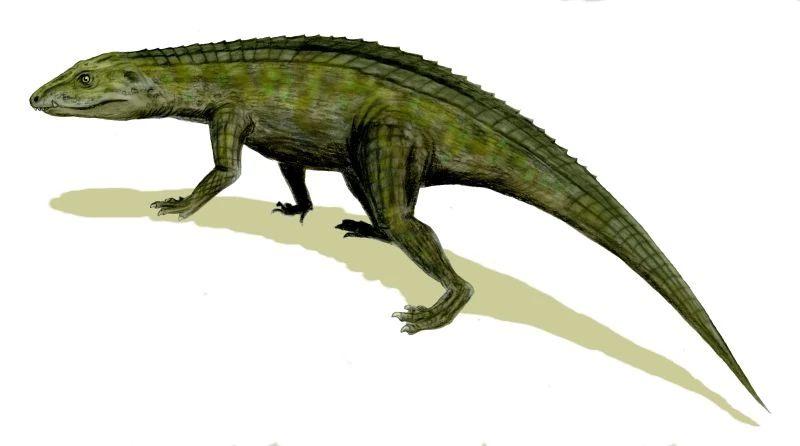 Protosuchus | Prehistoria Fandom | Fandom