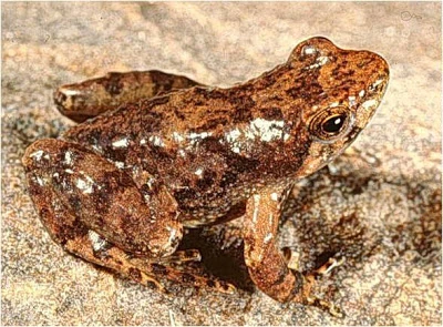 Taudactylus diurnus | Prehistoria Fandom | Fandom