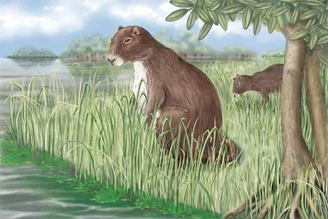 Phoberomys pattersoni | Prehistoria Fandom | Fandom