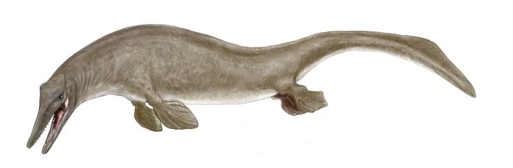 Clidastes | Prehistoria Fandom | Fandom