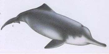 Lipotes vexillifer | Prehistoria Fandom | Fandom