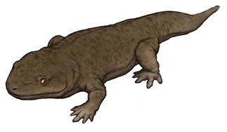 Pederpes | Prehistoria Fandom | Fandom