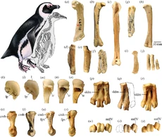 Inguza | Prehistoria Fandom | Fandom