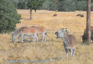 Equus occidentalis | Prehistoria Fandom | Fandom