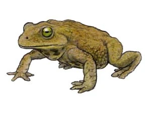 Categoría:Archaeobatrachia | Prehistoria Fandom | Fandom