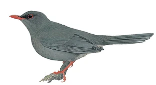 Turdus ravidus | Prehistoria Fandom | Fandom