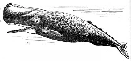 Physeter vetus | Prehistoria Fandom | Fandom