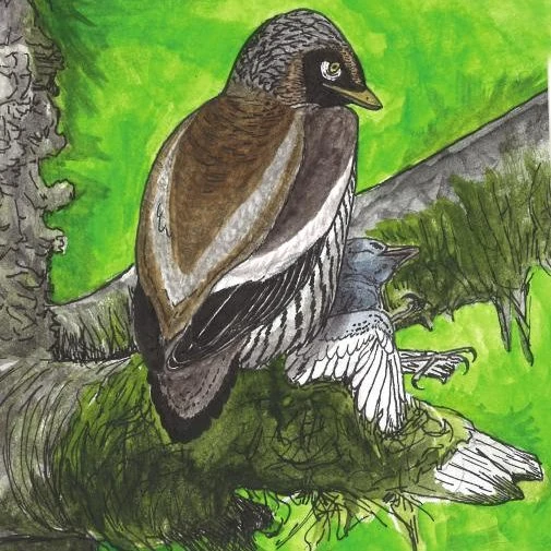 Cathayornis | Prehistoria Fandom | Fandom