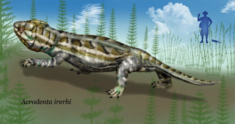 Acrodenta | Prehistoria Fandom | Fandom