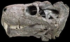 Moschorhinus | Prehistoria Fandom | Fandom