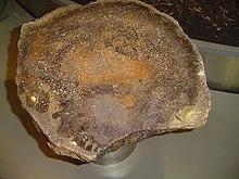 Palmoxylon | Prehistoria Fandom | Fandom