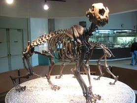 Panthera atrox | Prehistoria Fandom | Fandom