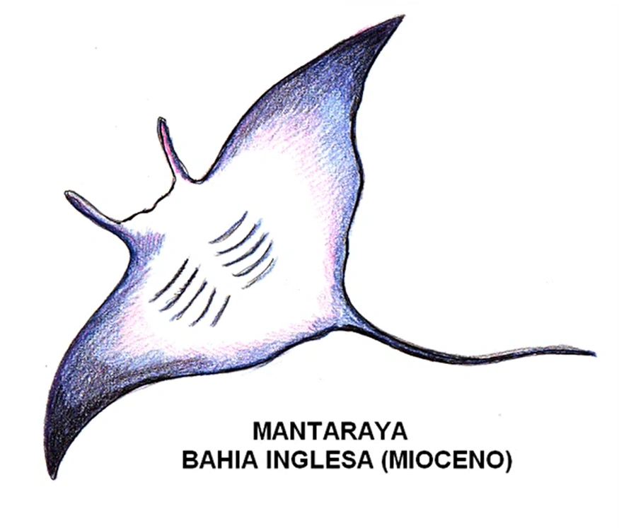 Mantarraya bahia inglesa | Prehistoria Fandom | Fandom