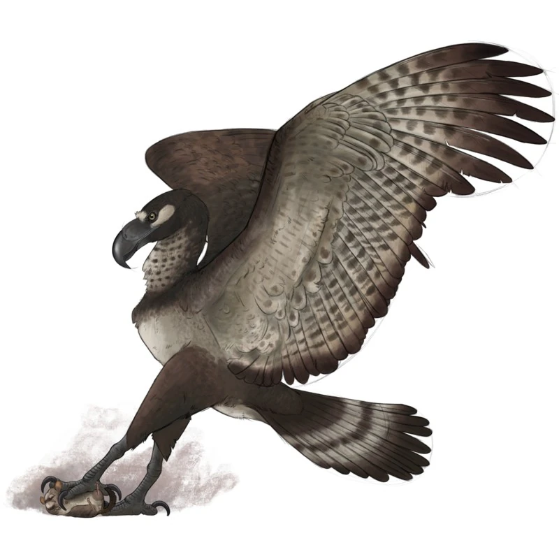 Categoría:Teratornithidae | Prehistoria Fandom | Fandom