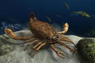 Pterygotus | Prehistoria Fandom | Fandom