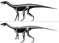 Asilisaurus | Prehistoria Fandom | Fandom