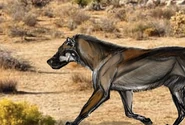 Aenocyon dirus | Prehistoria Fandom | Fandom
