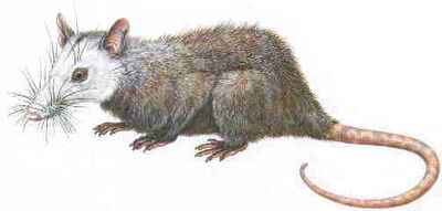 Alphadon | Prehistoria Fandom | Fandom