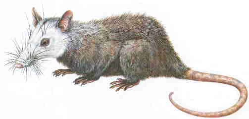 Alphadon | Prehistoria Fandom | Fandom