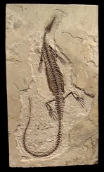 Mesosaurus | Prehistoria Fandom | Fandom