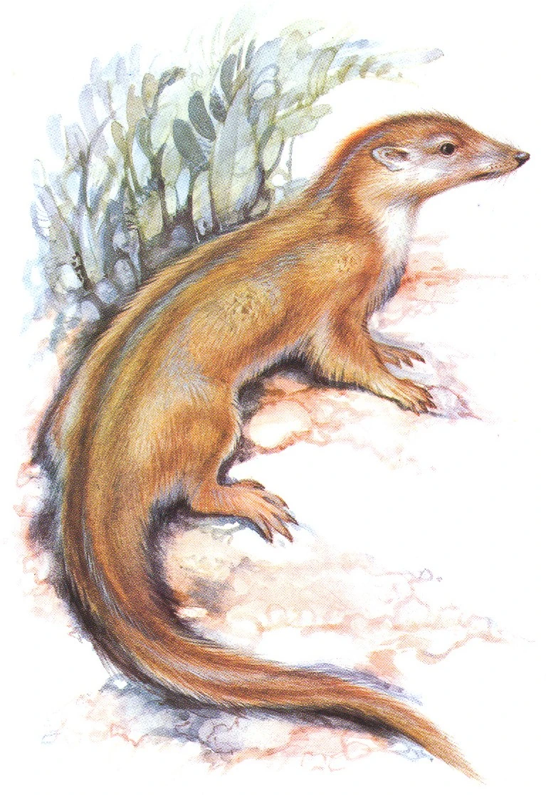 Erythrotherium | Prehistoria Fandom | Fandom
