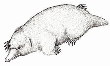 Kollikodon | Prehistoria Fandom | Fandom