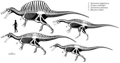 Spinosauridae | Prehistoria Fandom | Fandom
