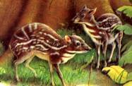 Nanotragulus | Prehistoria Fandom | Fandom