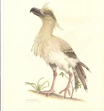 Paleopsilopterus | Prehistoria Fandom | Fandom